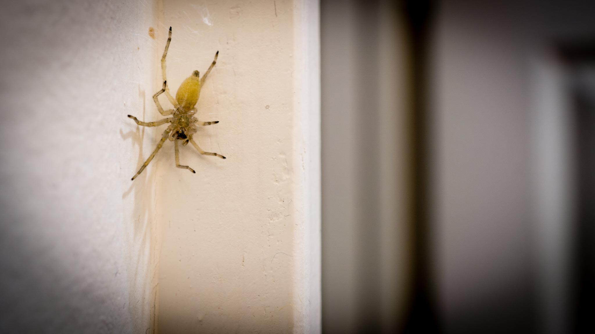 Keep Spiders Out of Your Apartment | Chicago Apartments